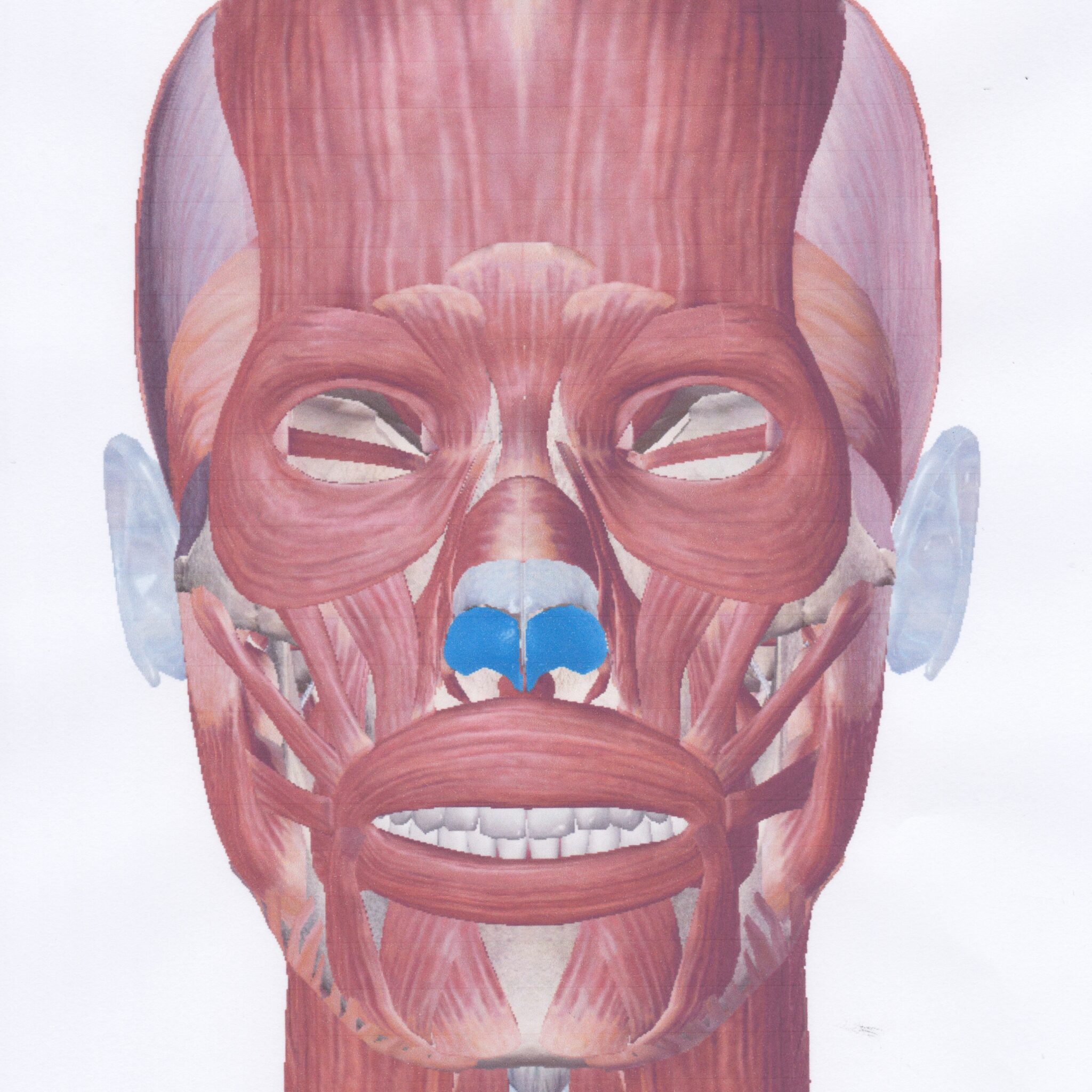 How to Make Your Nose Look Smaller With Face Exercises