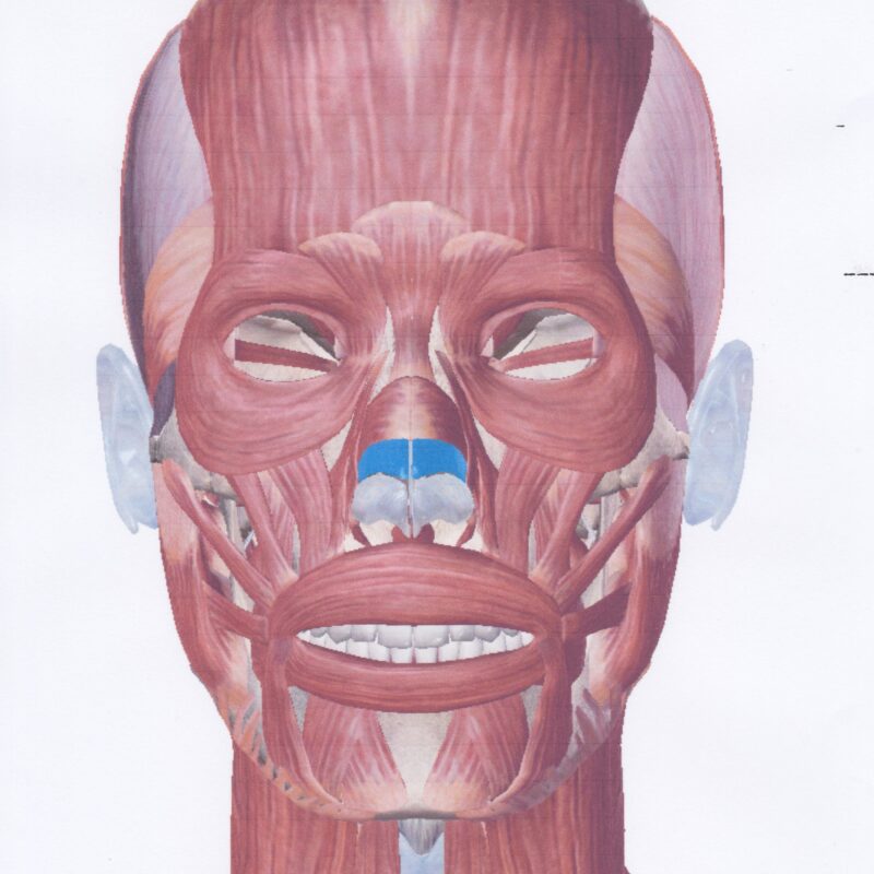 How to Make Your Nose Look Smaller With Face Exercises